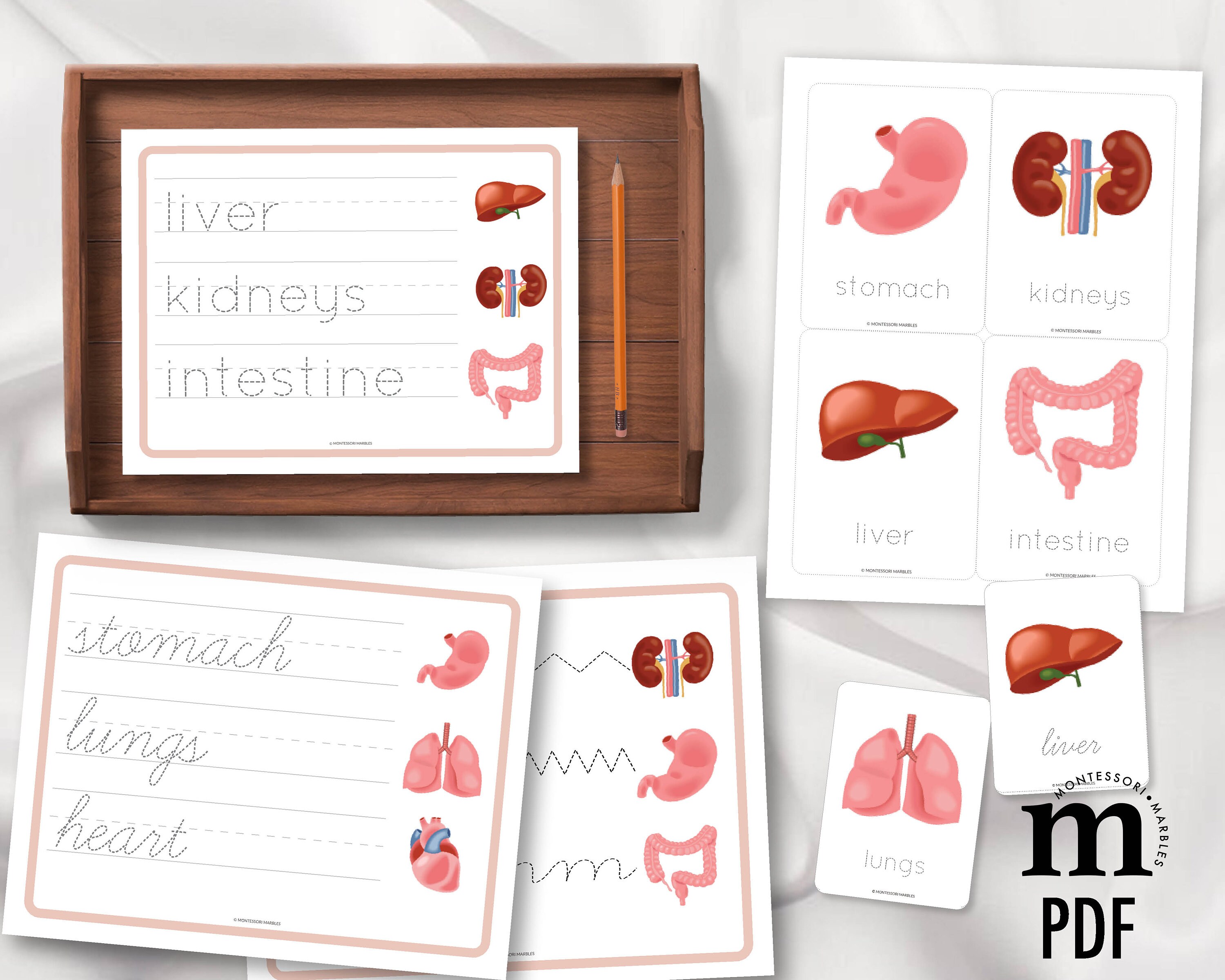 HUMAN ORGANS Handwriting Practice Tracing and Spelling - Etsy Canada