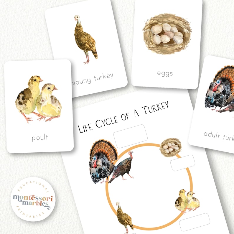 Turkey Life Cycle Cards Printable | Thanksgiving Science Activity ...