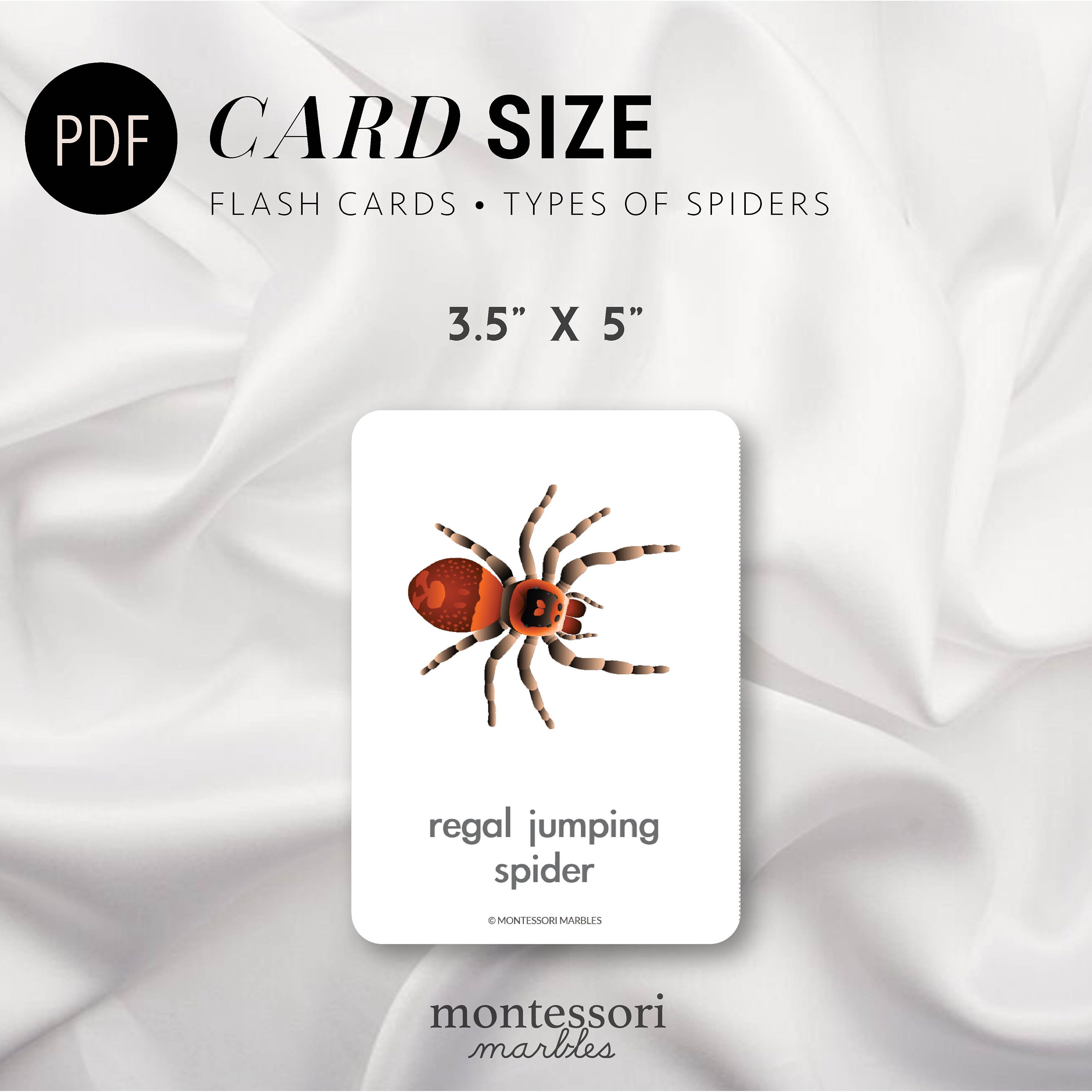 SPIDERS Types of Spiders Flash Cards Montessori Inspired - Etsy Australia