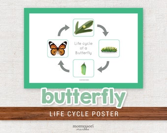 Butterfly Life Cycle - Etsy