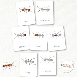 Parts of an Ant | Montessori Nomenclature Three-part Cards | Montessori ...