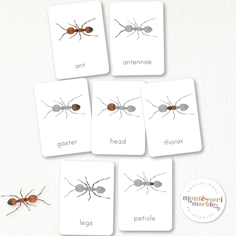 Parts of Ant Nomenclature Cards | Montessori Science | Insect Anatomy ...