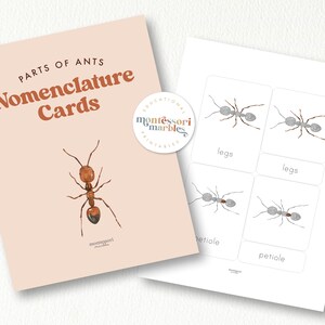 Parts of an Ant | Montessori Nomenclature Three-part Cards | Montessori ...