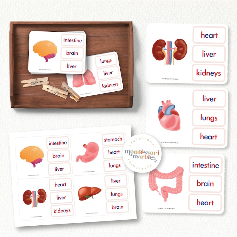 Human Body Organs Labeling Pictures With Words for Pre-k Preschool ...