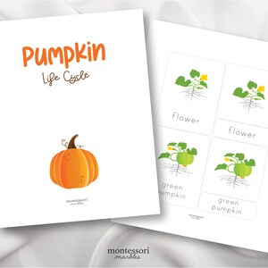 Life Cycle of a Pumpkin Montessori Nomenclature Cards Montessori at ...