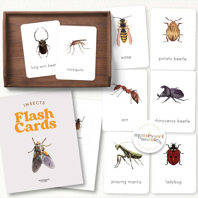 Insects Flash Cards | Montessori Nature Vocabulary Builder | Preschool ...