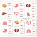 Human Body Organs Labeling Pictures With Words for Pre-k Preschool ...