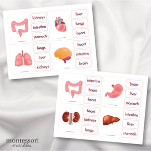 Human Body Organs Labeling Pictures With Words for Pre-k Preschool ...