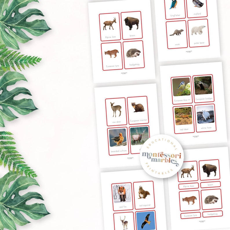 Animals of Europe Cards | Montessori Zoology 3-part Cards | Wildlife ...