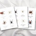 SPIDERS Types of Spiders Flash Cards Montessori Inspired Learning ...