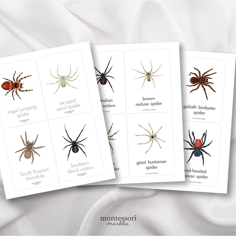 SPIDERS Types of Spiders Flash Cards Montessori Inspired - Etsy