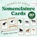 ANIMALS OF AFRICA Montessori Nomenclature Cards Nature-based Learning ...