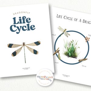 Montessori Dragonfly Life Cycle Nomenclature Cards | Sequencing ...