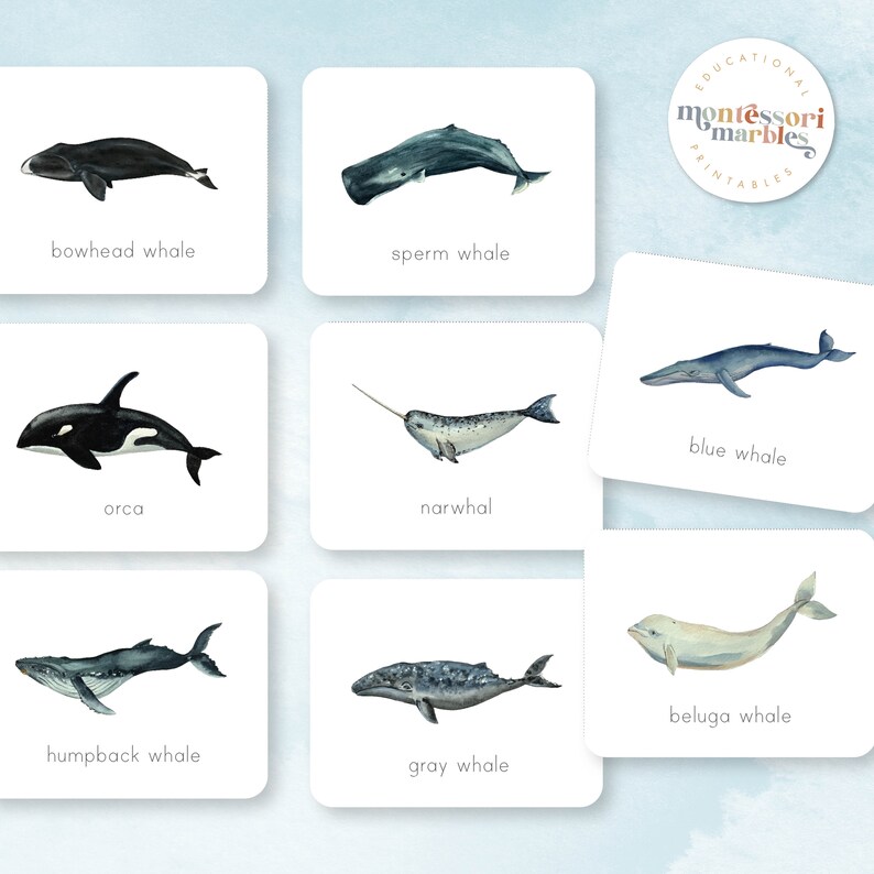 Whales Flash Cards PDF | 8 Whale Species Ages 3-8 | Ocean Animals ...