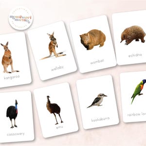 AUSTRALIAN ANIMALS Flash Cards | Montessori Inspired Learning Resources ...