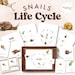 SNAIL LIFE CYCLE With Nomenclature Cards Preschool & Kindergarten ...