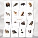 ANIMALES DEL BASQUE, Woodland Animals, Spanish Montessori Flash Cards ...