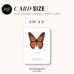 BUTTERFLY Montessori Nomenclature Cards Types of Butterflies | Etsy