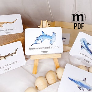 SHARKS Flash Cards Types of Sharks Watercolor Sharks Flash - Etsy