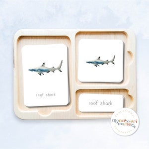 SHARKS Nomenclature Cards | Types of Sharks | Watercolor Sharks Flash ...