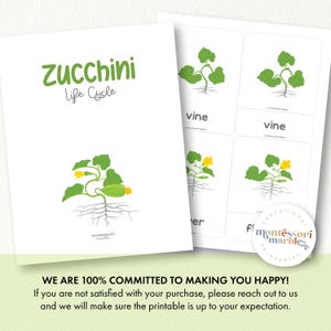 Life Cycle of a Zucchini Montessori Nomenclature Cards, Preschool ...
