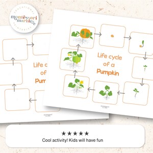 Life Cycle of a Pumpkin | Montessori Nomenclature Cards | Montessori at ...