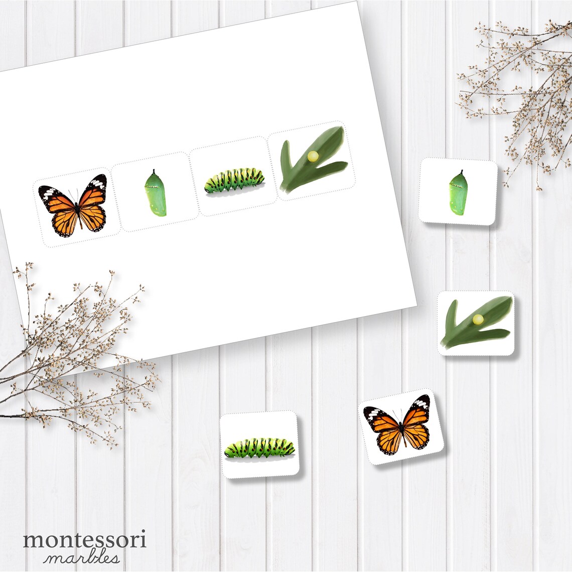 Life Cycle of a Butterfly Montessori Nomenclature Cards | Etsy UK