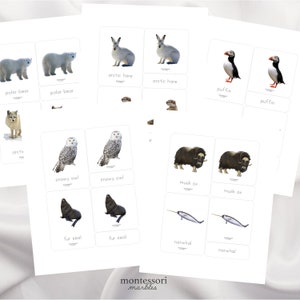 POLAR ANIMALS Nomenclature Cards | Arctic Animals | Montessori 3-part ...