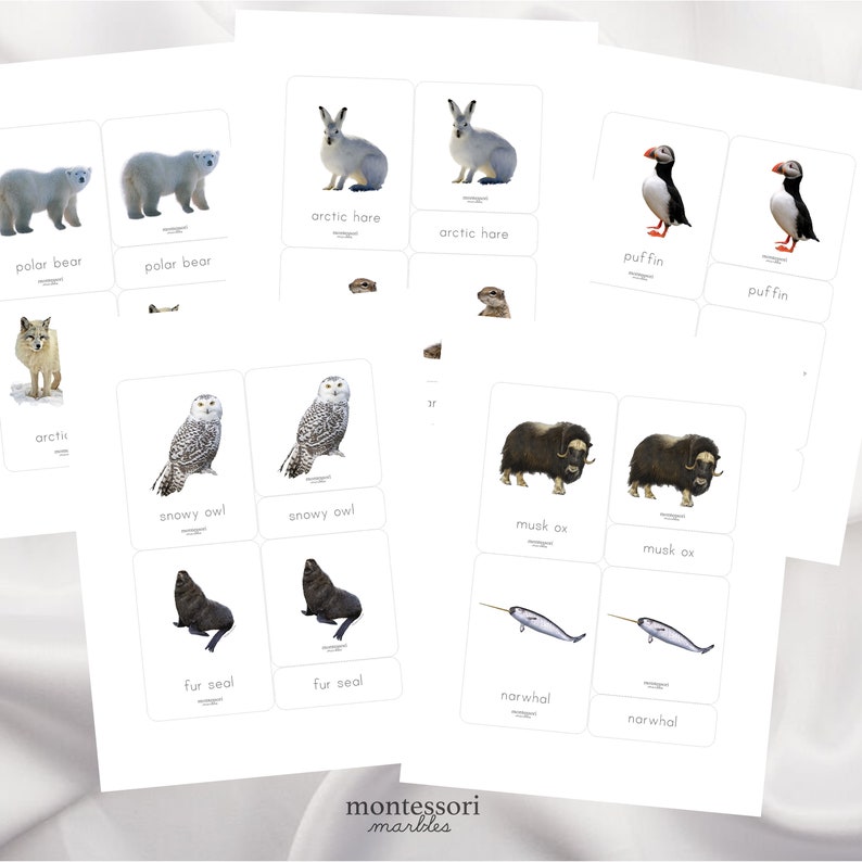 Polar Animals Nomenclature Cards | Montessori Science | 3-part Cards ...