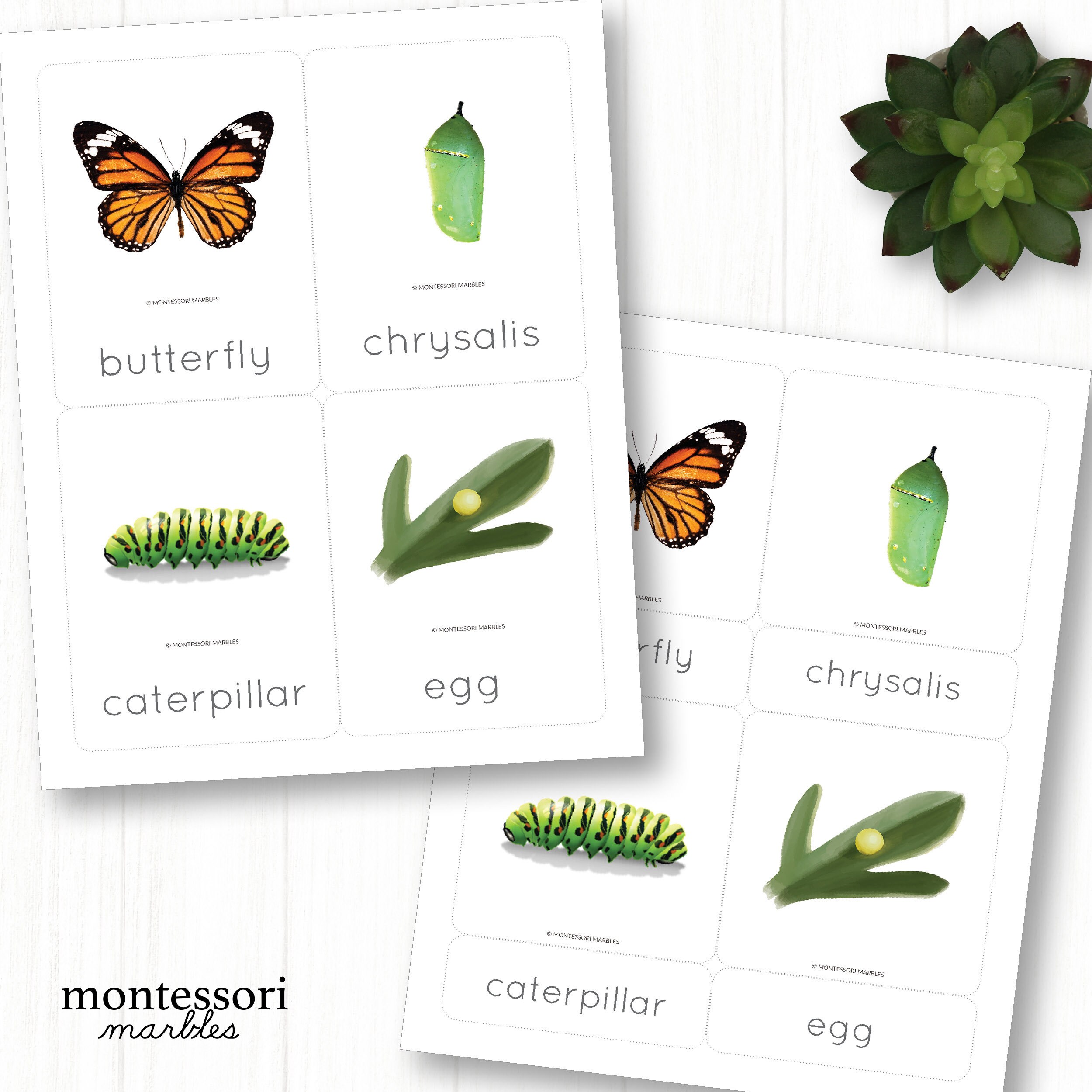 Life Cycle of a Butterfly Montessori Nomenclature Cards | Etsy