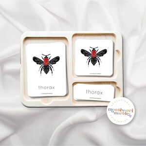 PARTS OF BEE Montessori Nomenclature Cards | Nature Inspired Learning ...