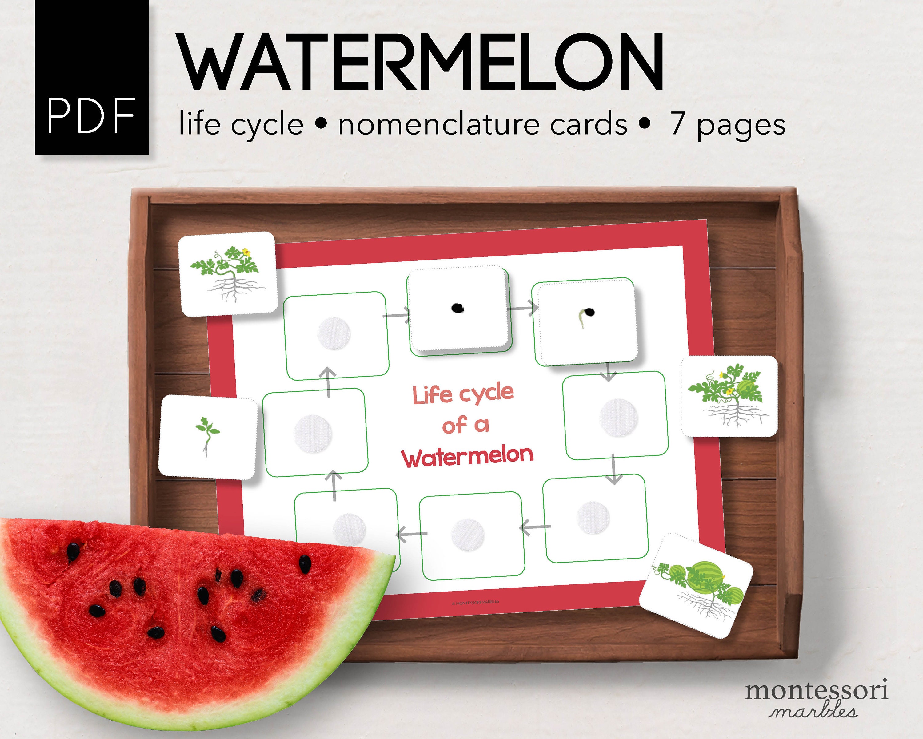 Life Cycle of a Watermelon & Nomenclature Cards for Preschool | Etsy