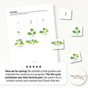 Life Cycle of a Zucchini Montessori Nomenclature Cards, Preschool ...