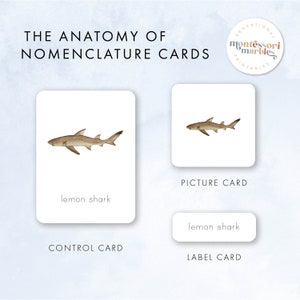 SHARKS Nomenclature Cards | Types of Sharks | Watercolor Sharks Flash ...