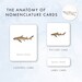 SHARKS Nomenclature Cards Types of Sharks Watercolor Sharks Flash Cards ...