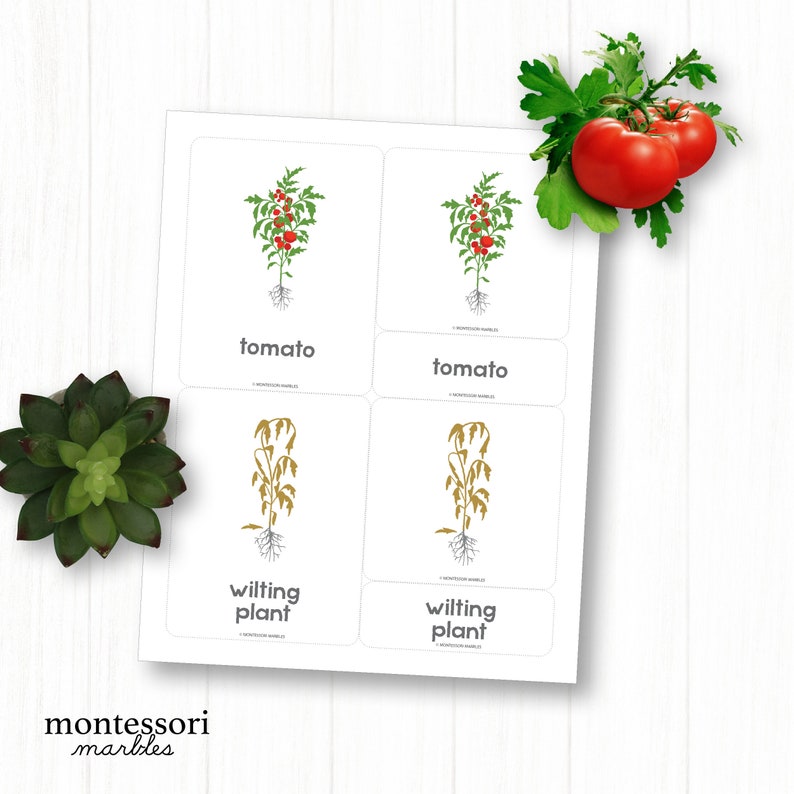 Life Cycle of a Tomato Plant Montessori Nomenclature Cards - Etsy