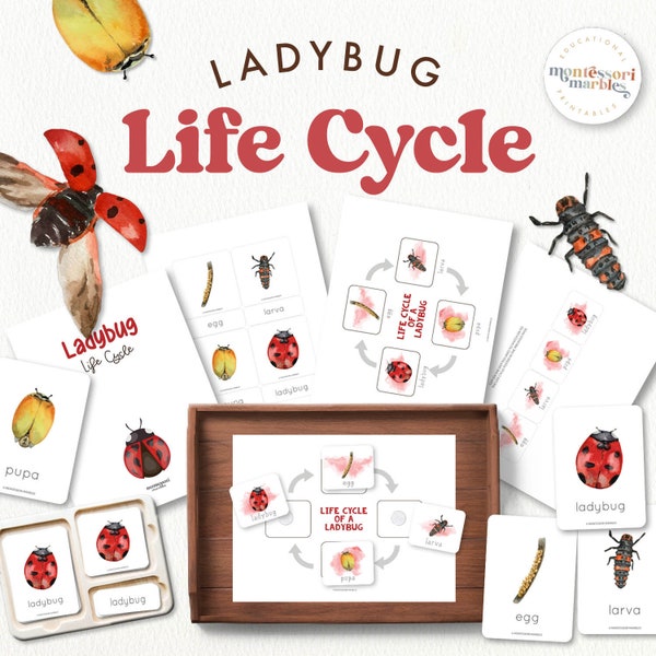 Life Cycle of a Ladybug - Etsy
