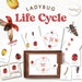Ladybug Life Cycle and Nomenclature Cards - Etsy