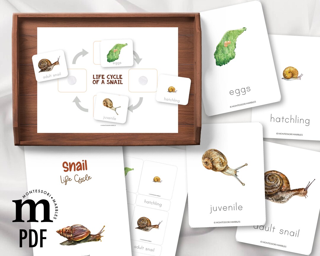 SNAIL LIFE CYCLE With Nomenclature Cards Preschool & - Etsy