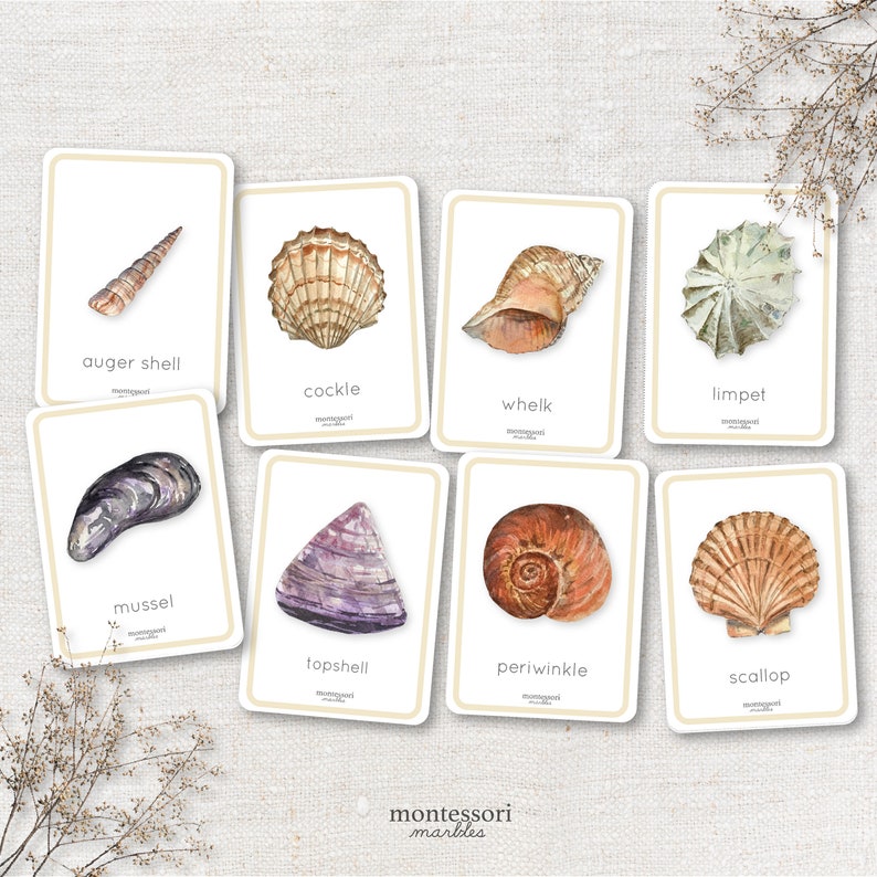 SEASHELLS Flash Cards Montessori Inspired Printable | Etsy