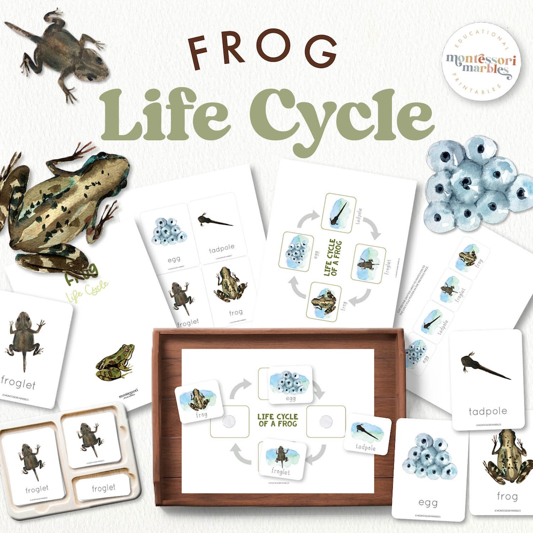 FROG LIFE CYCLE With Nomenclature Cards | Learn About Nature | Frogs ...