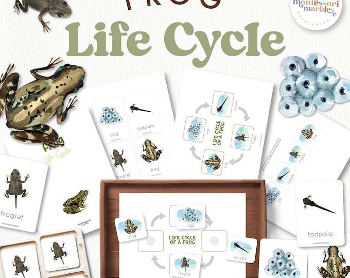 Life Cycle of a Frog Printable Montessori Nomenclaturecards Preschool ...