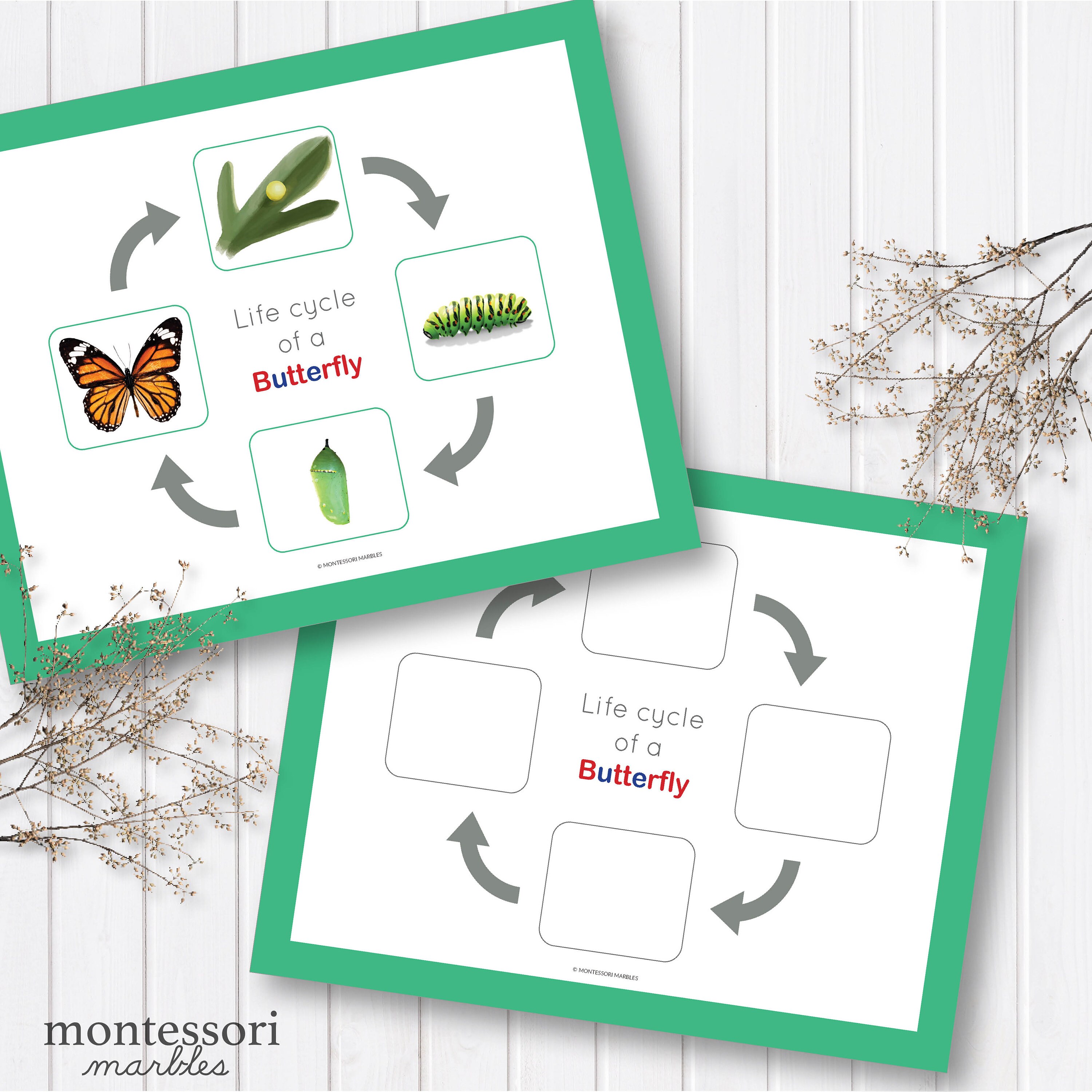 Life Cycle of a Butterfly Montessori Nomenclature Cards | Etsy UK