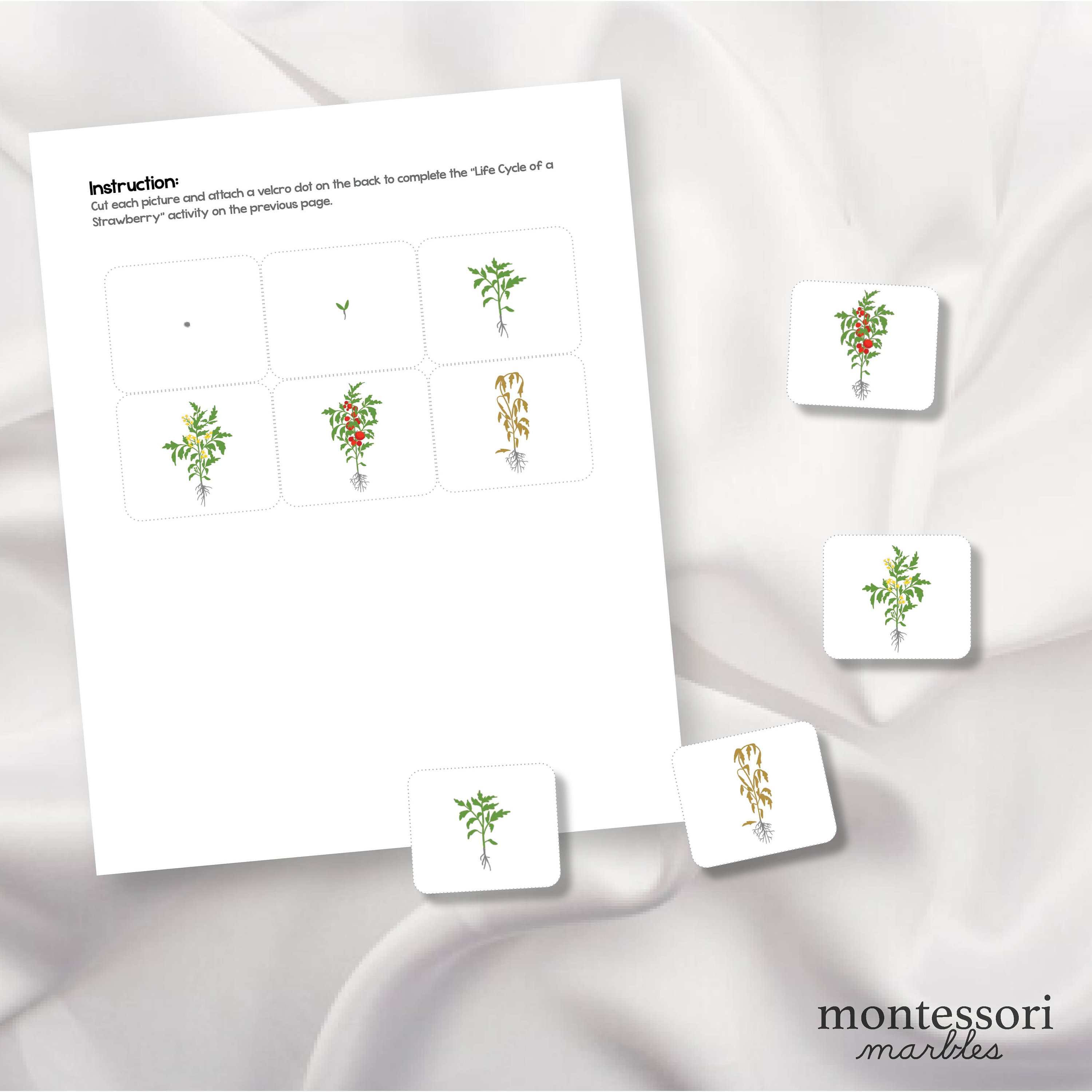 Life Cycle of a Tomato Plant Montessori Nomenclature Cards and Life ...