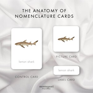 SHARKS Nomenclature Cards Types of Sharks Watercolor Sharks Flash Cards ...