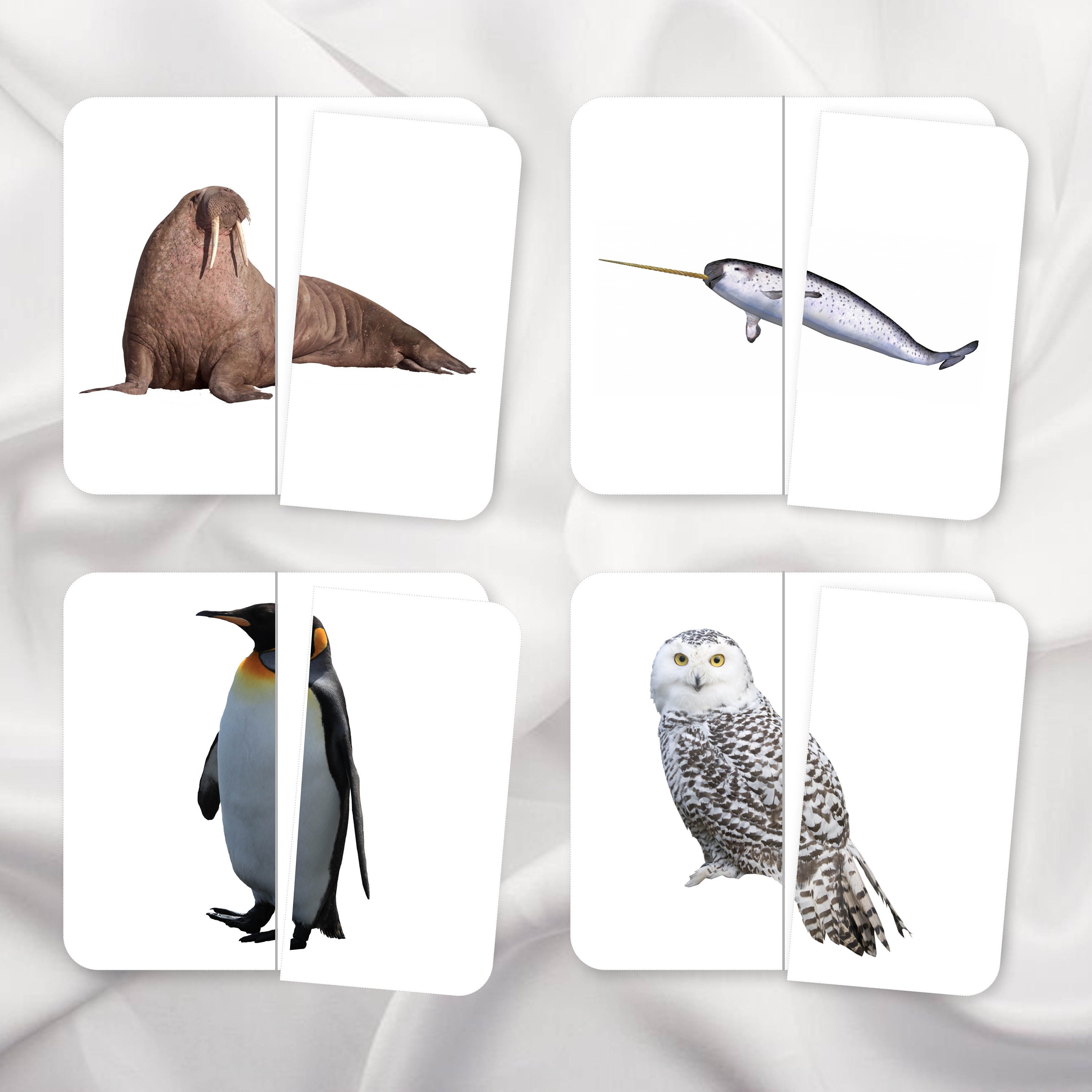 Polar Animals Two-piece Puzzles | Montessori Science | Symmetry ...