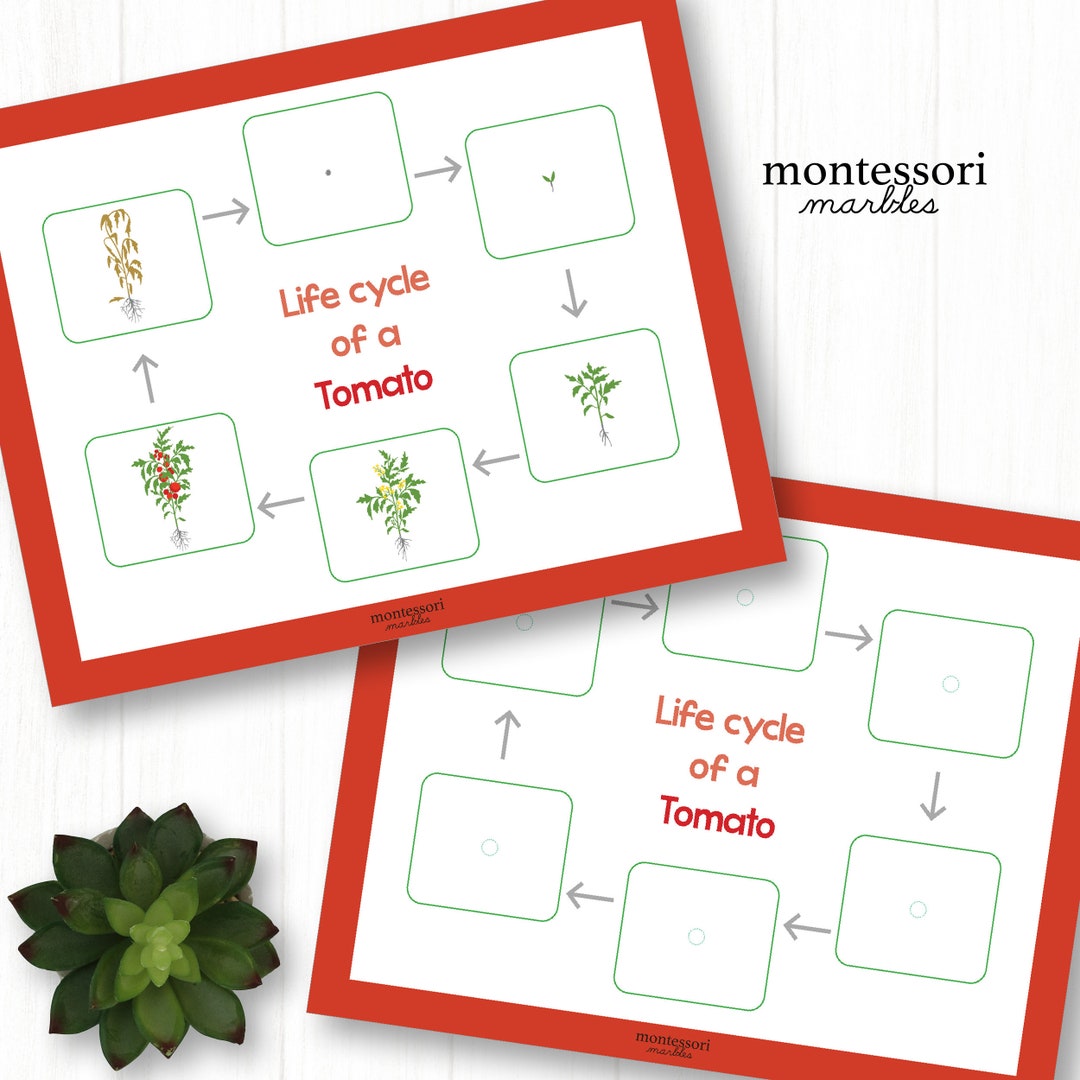 Life Cycle of a Tomato Plant Montessori Nomenclature Cards - Etsy