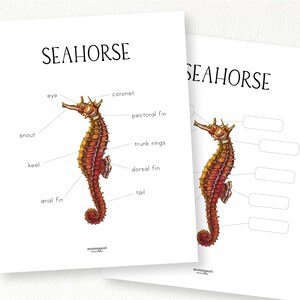SEAHORSE Anatomy Worksheet | Printable PDF Activity Worksheet | Nature ...