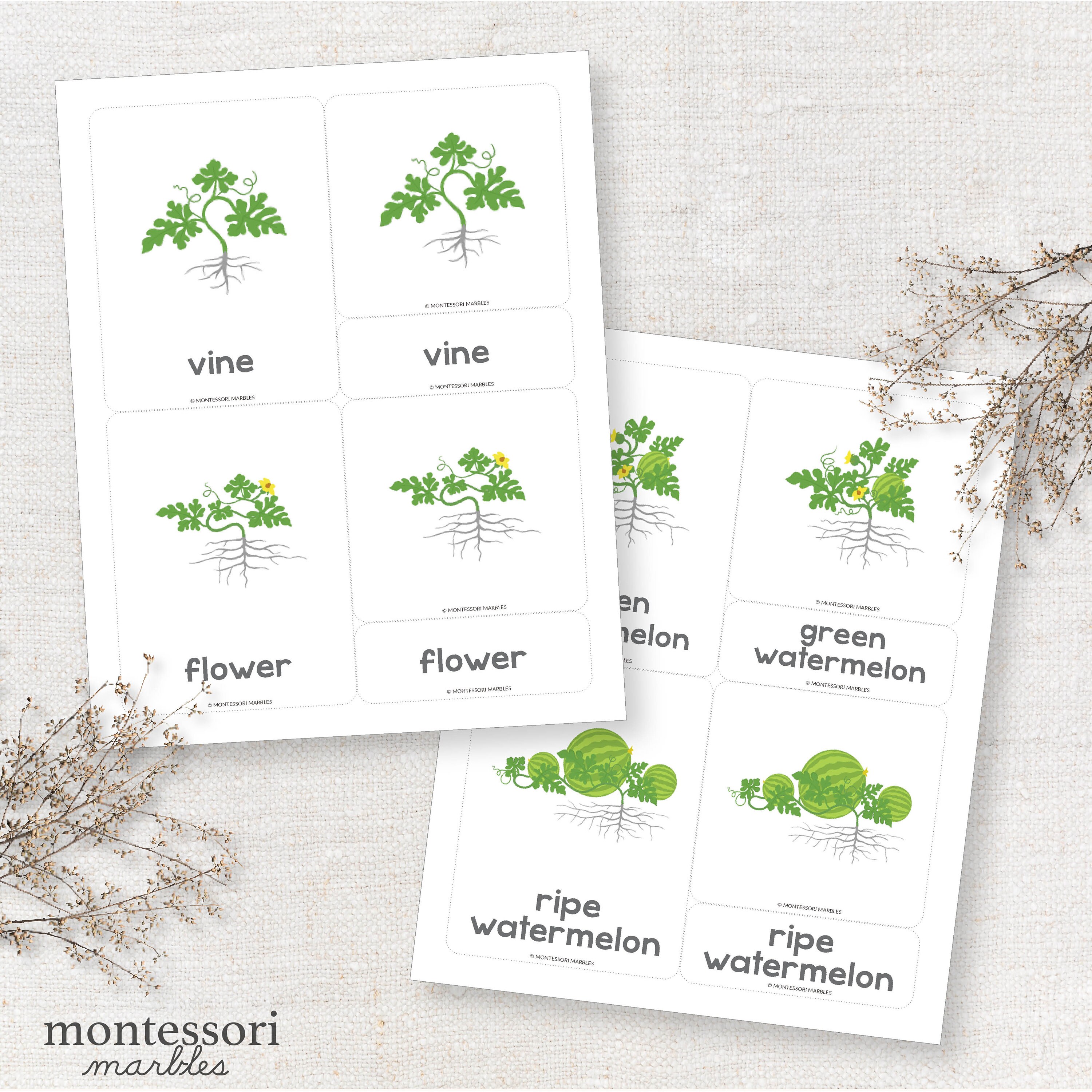 Life Cycle of a Watermelon & Nomenclature Cards for Preschool ...