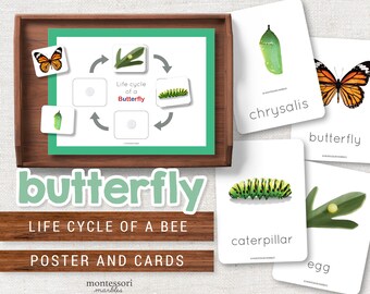 Butterfly Nomenclature Cards - Etsy
